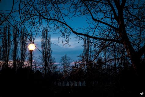 무료 이미지 경치 나무 자연 숲 수평선 분기 하늘 태양 일몰 밤 햇빛 아침 새벽 분위기 어두운