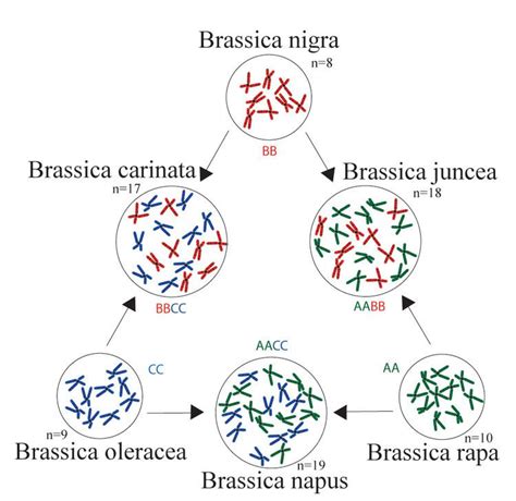 Triangle Of U Alchetron The Free Social Encyclopedia