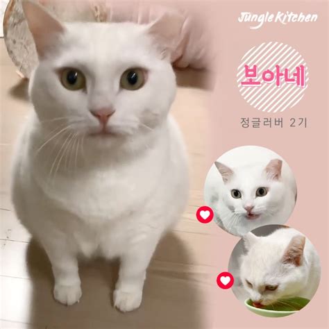 리얼 생식 적응기 보아와 함께 해요 소통이 많아지고 돈독해진 우리 사이♥ 고양이주식 고양이식이알러지 네이버 블로그