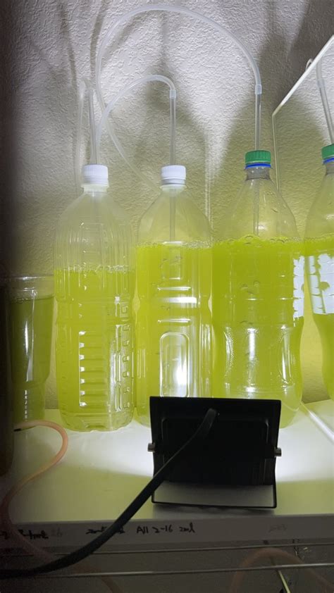 Phytoplankton Under Microscope Reef2reef