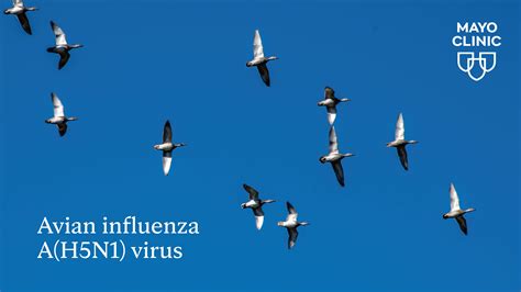 Video Mayo Clinic Virologist Explains Concern About Avian Flu And Why Flu Vaccine Is Important