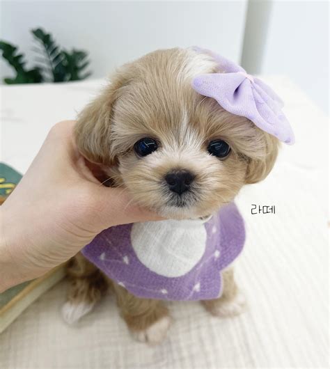 파티말티푸 공주님 분양완료 분양중인 말티푸 아가몽