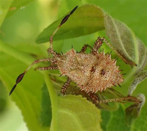 Euthochtha Galeator Bugguide Net