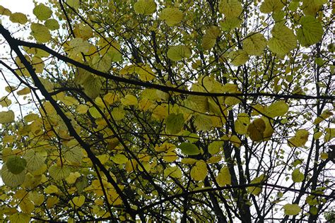 Yellow And Green Leaves On A Tree Biorefinery