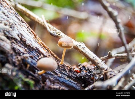 Small Light Brown Mushrooms Growing On A Tree Bark In Forest At Fall Stock Photo Alamy