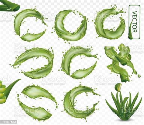 투명 한 배경에 스플래시 액체와 3d 현실적인 신선한 알로에 베라 피부 관리와 모발을위한 한방 약 주스 알로에 선인장 또는 알로에 베라 클로즈업 Eps 10 알로에베라에