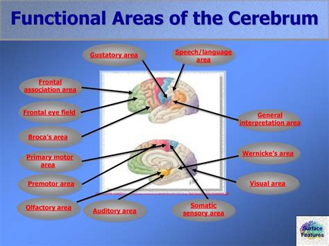 The Human Brain A Guided Tour Ppt Download