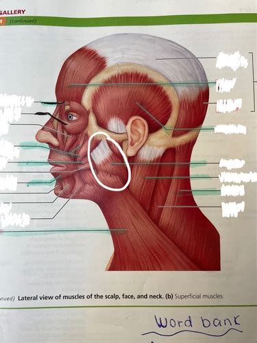 Muscles Flashcards Quizlet