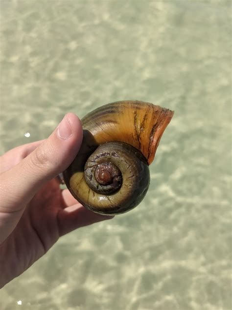 Snail Identification R Aquaticsnails