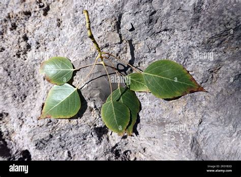 Poplar Leaved Brachychiton Or Kurrajong Bottle Tree Brachychiton