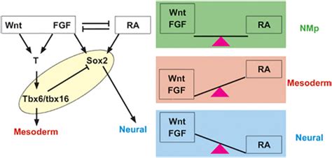 Neuromesodermal Progenitors A Basis For Robust Axial Patterning In