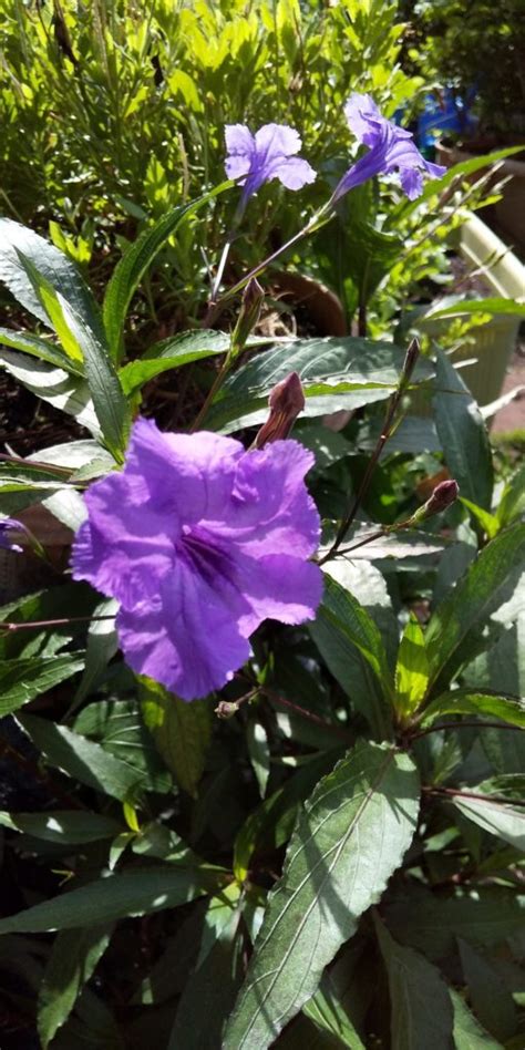 清水駅前に開花した「ジャカランダ（jacranda）」和名：『紫雲木』（メキシコの花） ＝ 静岡より皆様へ（花便り） ＝ Latin