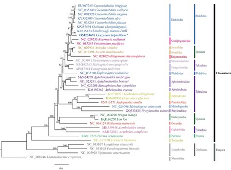 Maximum Likelihood Phylogenetic Tree Inferred From Amino Acid Sequences