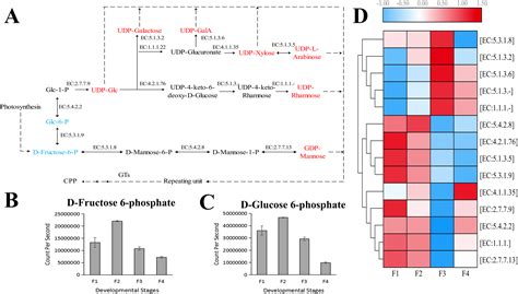 Transcriptome Analysis Associated With Polysaccharide Synthesis And