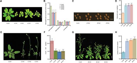 Frontiers Large Scale Investigation Of Soybean Gene Functions By Overexpressing A Full Length