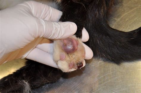 Pododermatitis Plasmocitaria