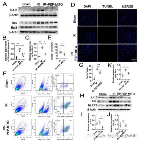 《acs Nano》：线粒体复合靶向肽有效改善心肌ir损伤 知乎