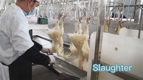 Automatic Chicken Slaughter Line Customized For 1500 3000bph Chicken