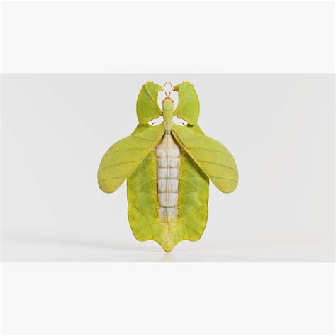 Walking Leaf Phylliidae Leaf Insect Modelo 3d Descargar Insectos On