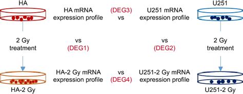 Experimental Design For Comparative Transcriptome Analysis Notes Ha