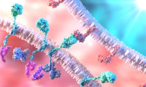 First Non Viral Dna Based In Vivo Car T Generation Drug Discovery
