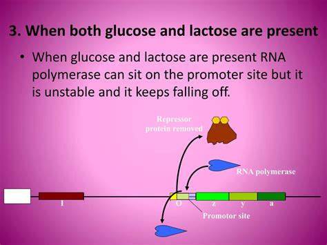 The Lac Operon PPTX