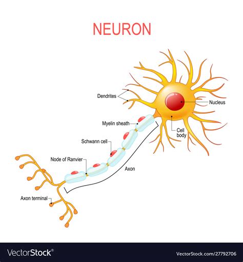 Diagram Of Neuron Anatomy Stock Vector Illustration Of