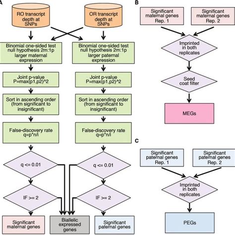 Flowchart Of The Detection Of Imprinted Genes In Detection Of