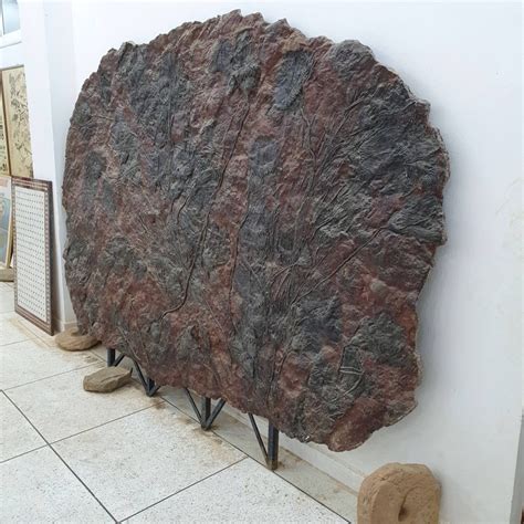 Crinoids Marvels Of The Paleozoic Seas Selenite And Fossils