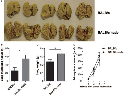 Interferon Gamma Inhibits Aldehyde Dehydrogenasebright Cancer Stem Cells In The 4t1 Mouse Model