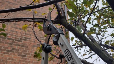 How To Prune A Tree A Step By Step Guide To Revitalising Your Trees