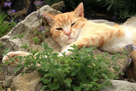 Why Do Cats Love Catnip Caring For Pets