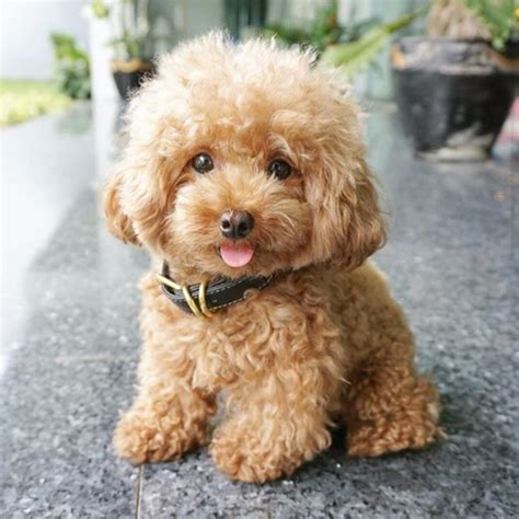 El Caniche Toy O Poodle Toy El Más Adorable Mi Caniche