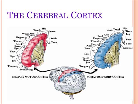 PPT The Cerebral Cortex PowerPoint Presentation Free Download ID
