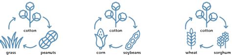 Example Of Cotton Crop Rotation And Species Cultivated With Cotton 63 Download Scientific