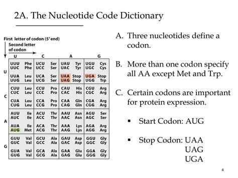 Ppt The Genetic Code And Dna Cloning Protein Expression Powerpoint Presentation Id 3170712