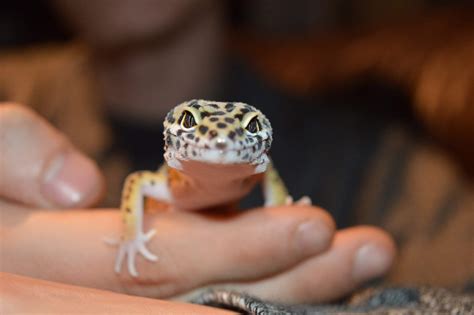 Treecko Wiki Exotics Amino Amino Treecko Wiki Exotics Amino Amino