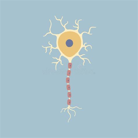 Human Brain Neuron Nerve Cell Synapses Myelin Sheat Cell Body Nucleus Axon And Dendrites