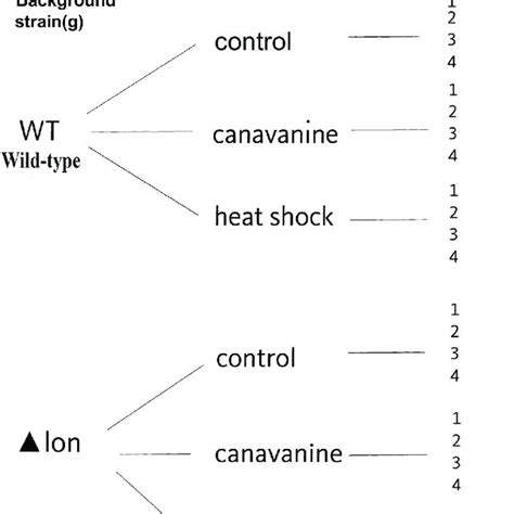 Example Of Nested Experimental Design Of Tn Seq Data Shown Are Two