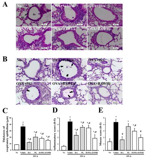 Ache Activity And Achr M3 Downstream Signaling Pathway Of Smooth Muscle