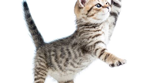 Кошки на прозрачном фоне картинки и фото Koshka Top