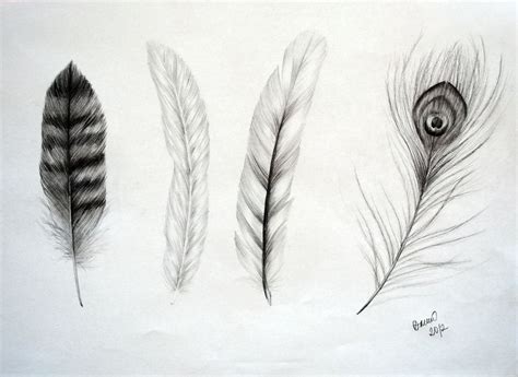 Feathers Drawing