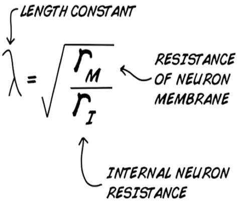 Action Potentials Flashcards Quizlet