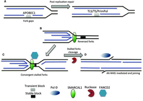 Dna Processing And Cancer Signatures A Internal Gaps Generated In Download Scientific