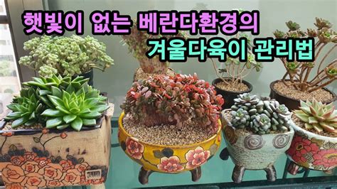 다육이 햇빛이 없는 베란다환경의 겨울다육이 관리법 YouTube