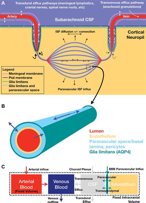Current Concepts in Intracranial Interstitial Fluid Transport and the ...