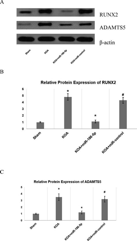 Microrna 186 Ameliorates Knee Osteoarthritis Via Regulation Of P2x7
