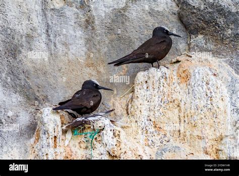Adult Black Noddy Anous Minutus Breeding Site On Boatswain Bird Island Just Off Ascension