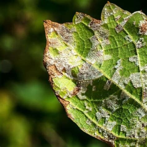 Leaf Disease Dataset Combination Kaggle