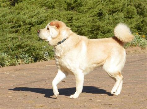 Akita Chow Chow Best Dogs Pets Akita